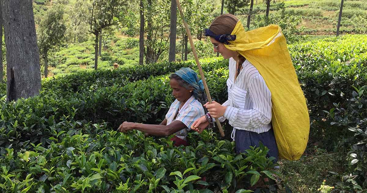 Tea Factory Tours in Sri Lanka | Things to Do | Orient Hotel